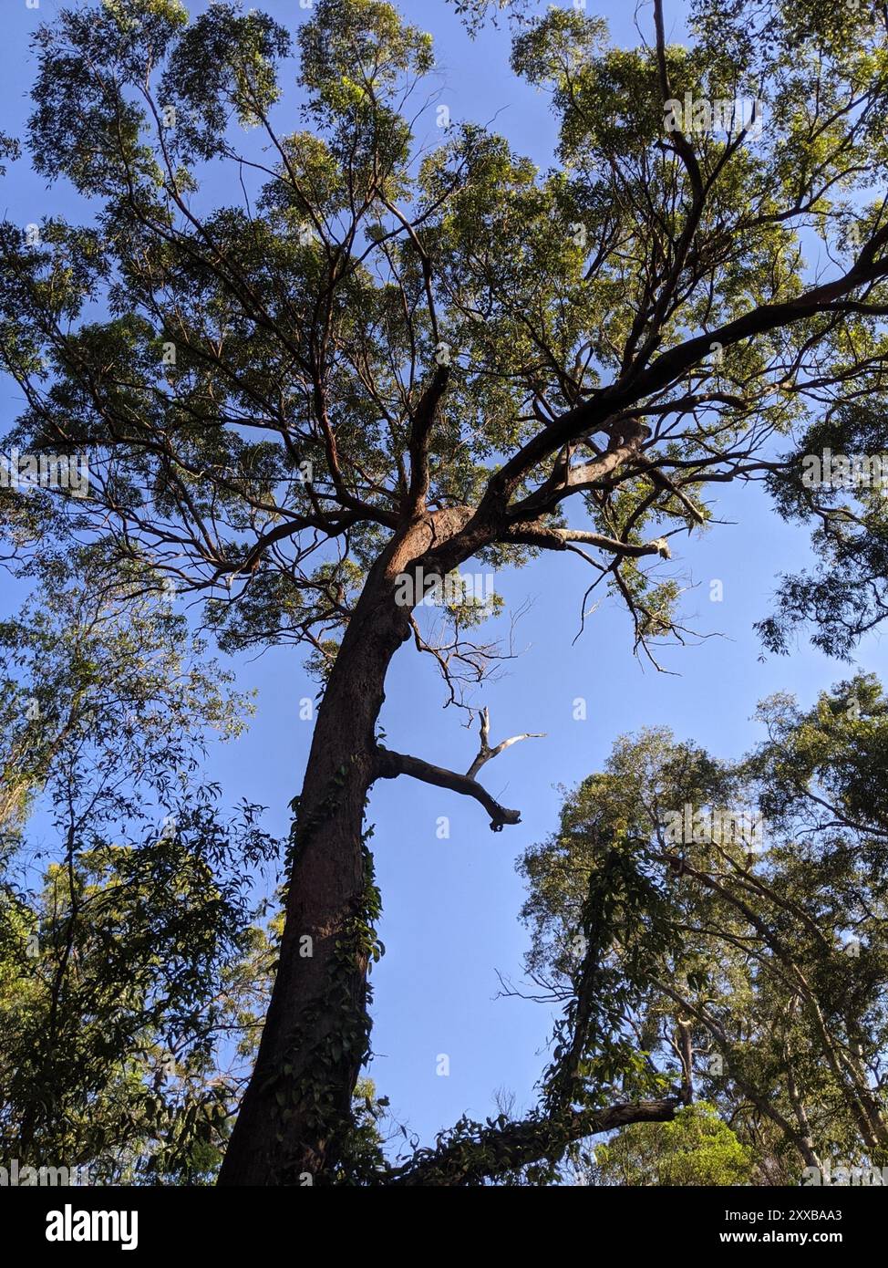 Tallowwood (Eucalyptus microcorys) Plantae Stock Photo - Alamy
