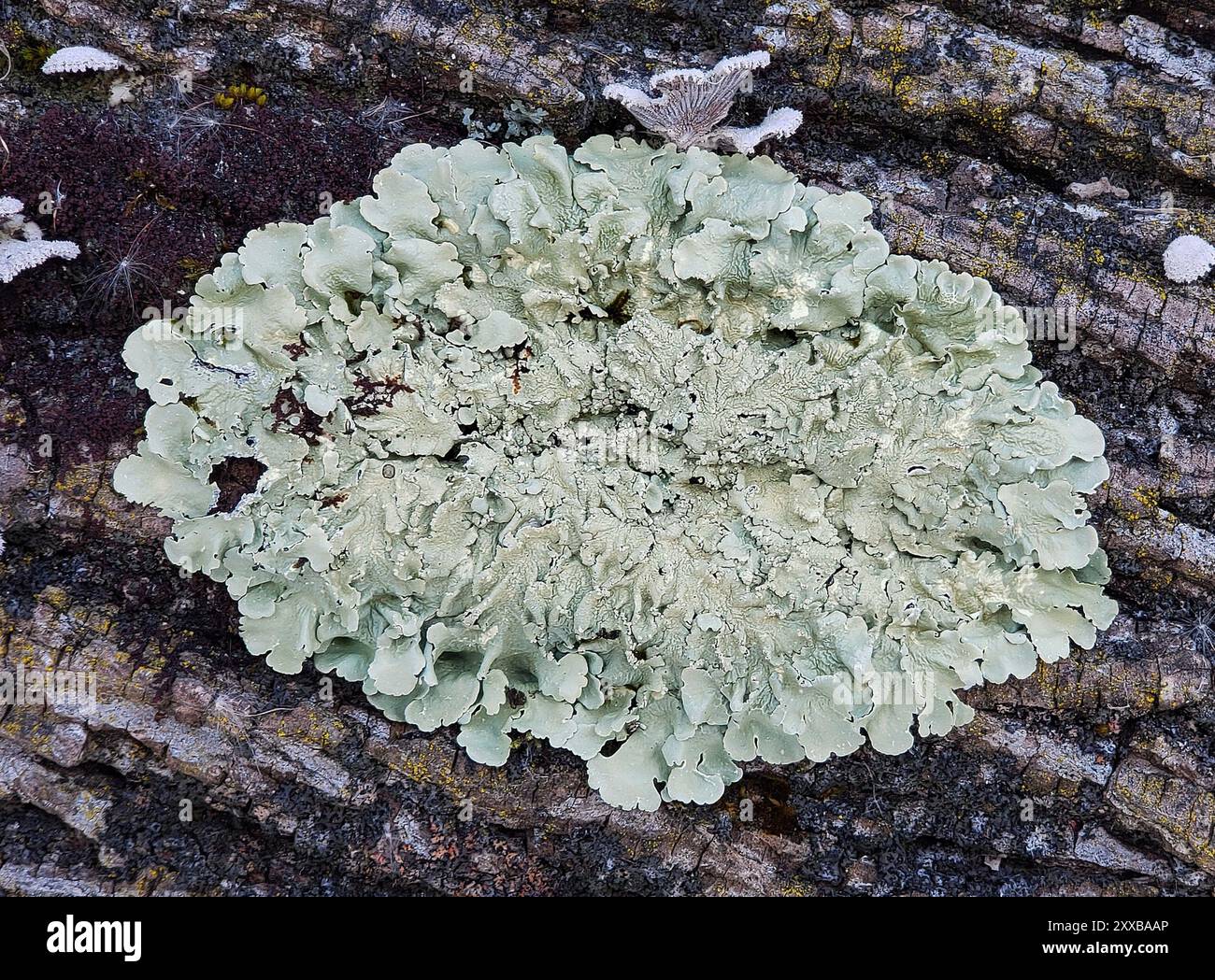 common greenshield lichen (Flavoparmelia caperata) Fungi Stock Photo ...