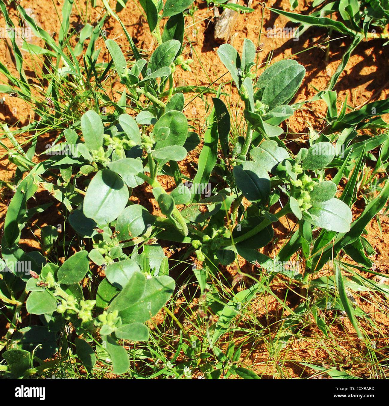 Sticky Lizardfoot (Limeum viscosum) Plantae Stock Photo - Alamy