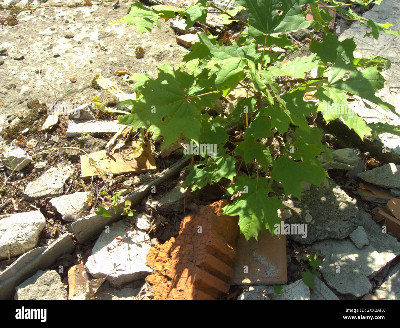 Black-bindweed (Fallopia convolvulus) Plantae Stock Photo - Alamy