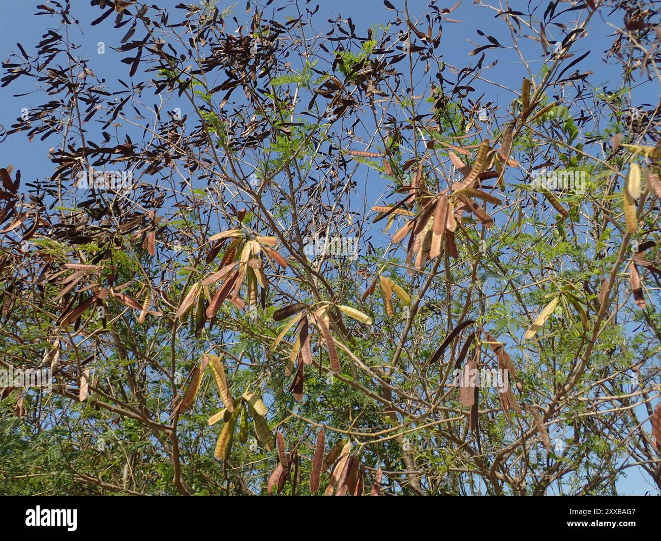 White leadtree (Leucaena leucocephala) Plantae Stock Photo - Alamy