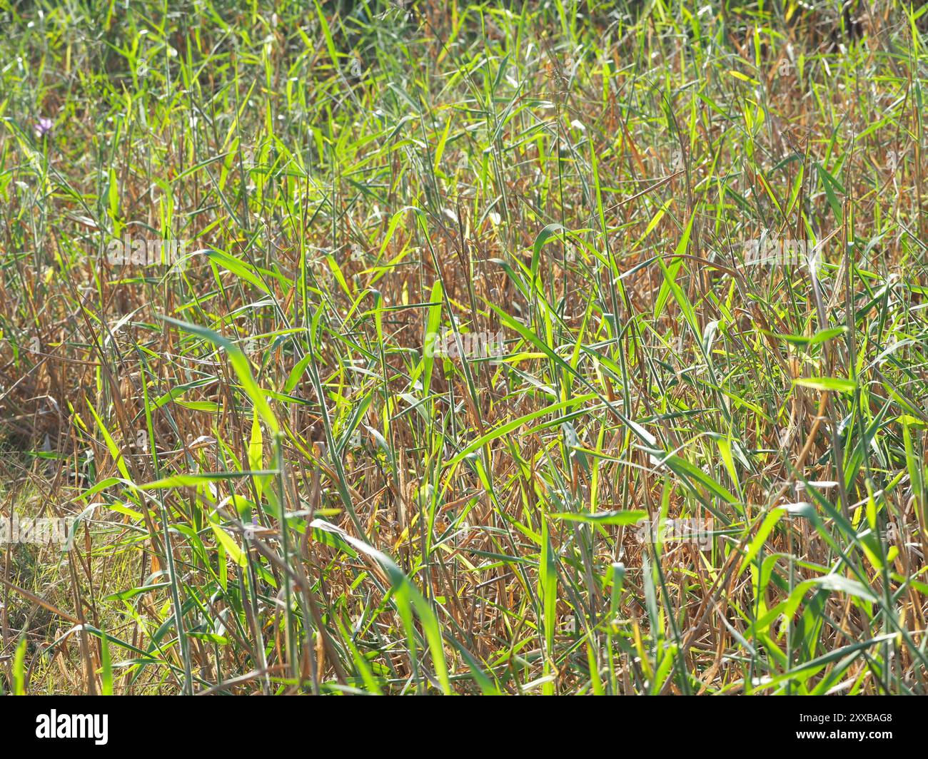 Para Grass (Urochloa mutica) Plantae Stock Photo - Alamy