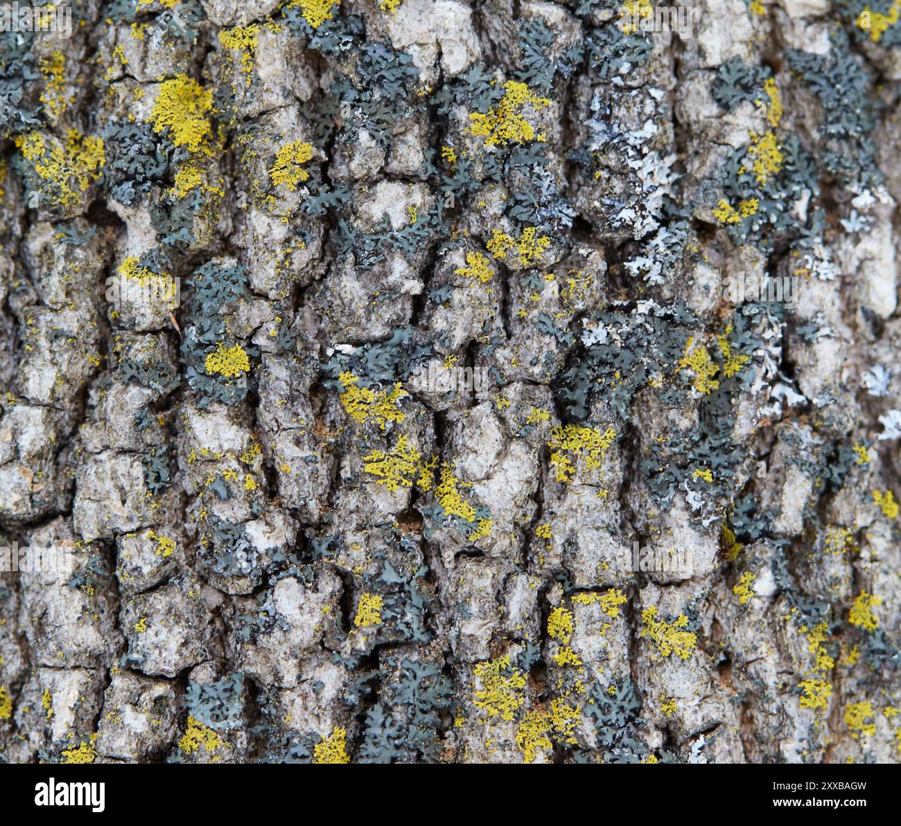 Candleflame Lichen (Candelaria concolor) Fungi Stock Photo - Alamy