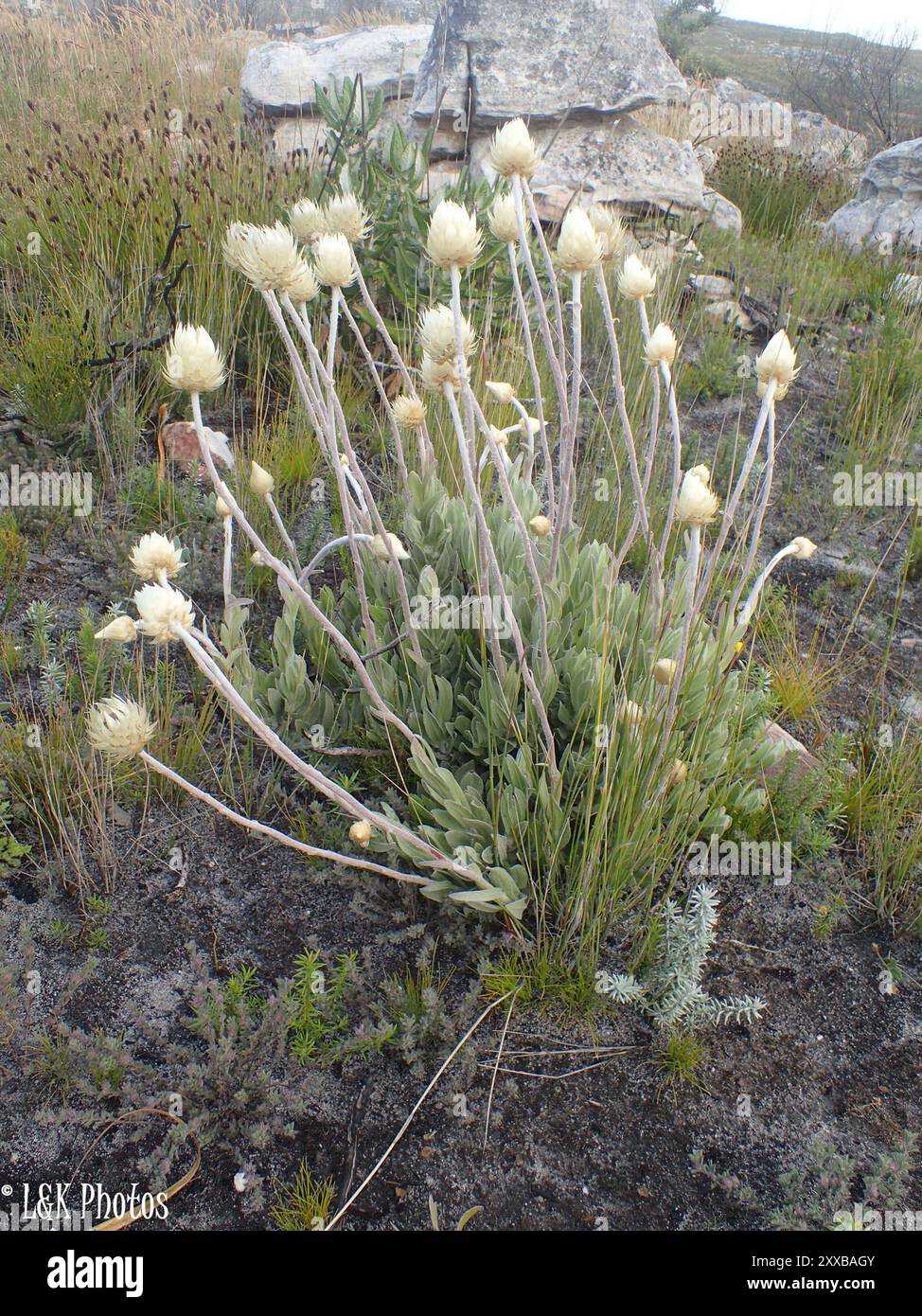 Cape Sewejaartjie (Syncarpha speciosissima) Plantae Stock Photo - Alamy