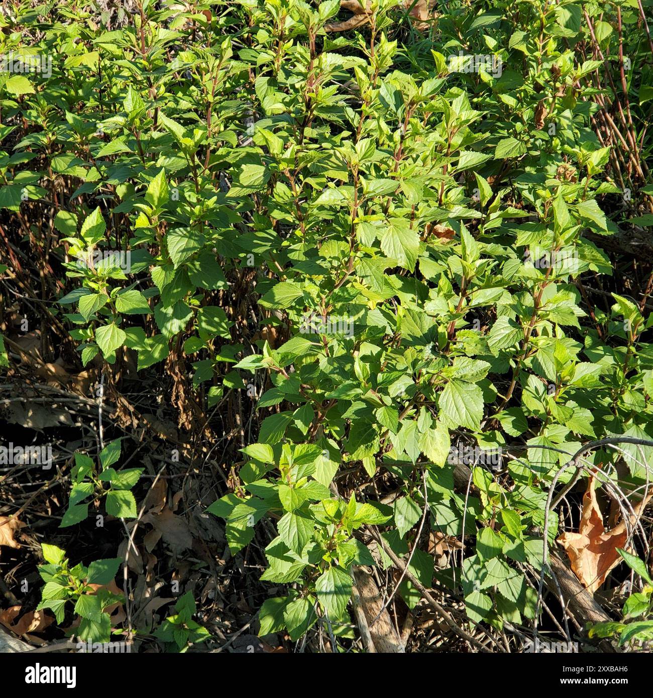 Crofton Weed (Ageratina adenophora) Plantae Stock Photo - Alamy