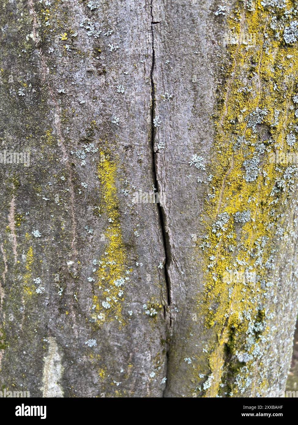 Common Goldspeck (Candelariella vitellina) Fungi Stock Photo - Alamy