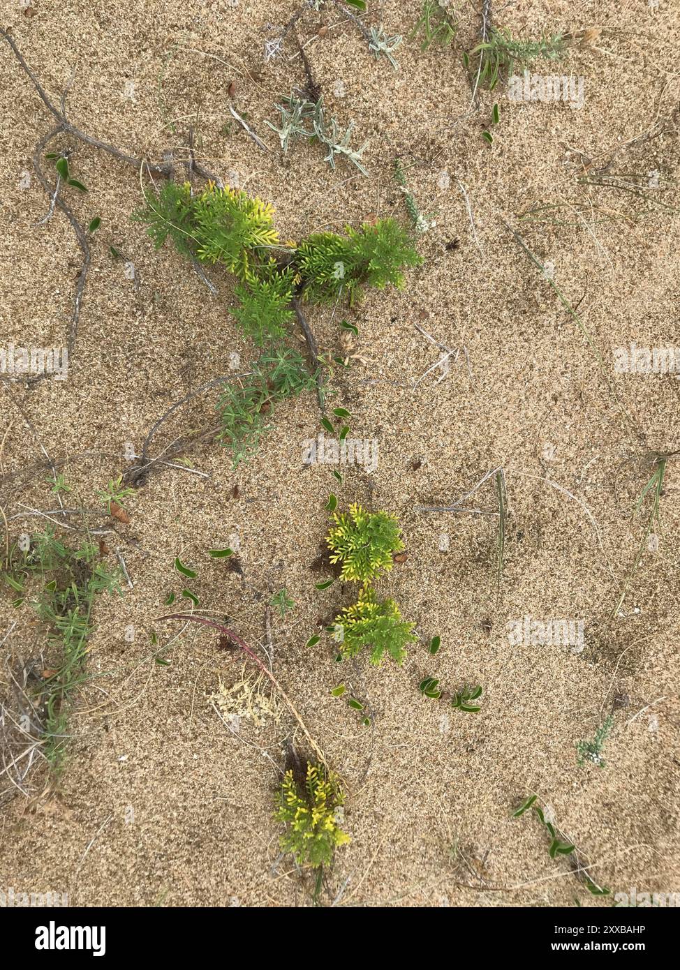 (Senecio platensis) Plantae Stock Photo - Alamy