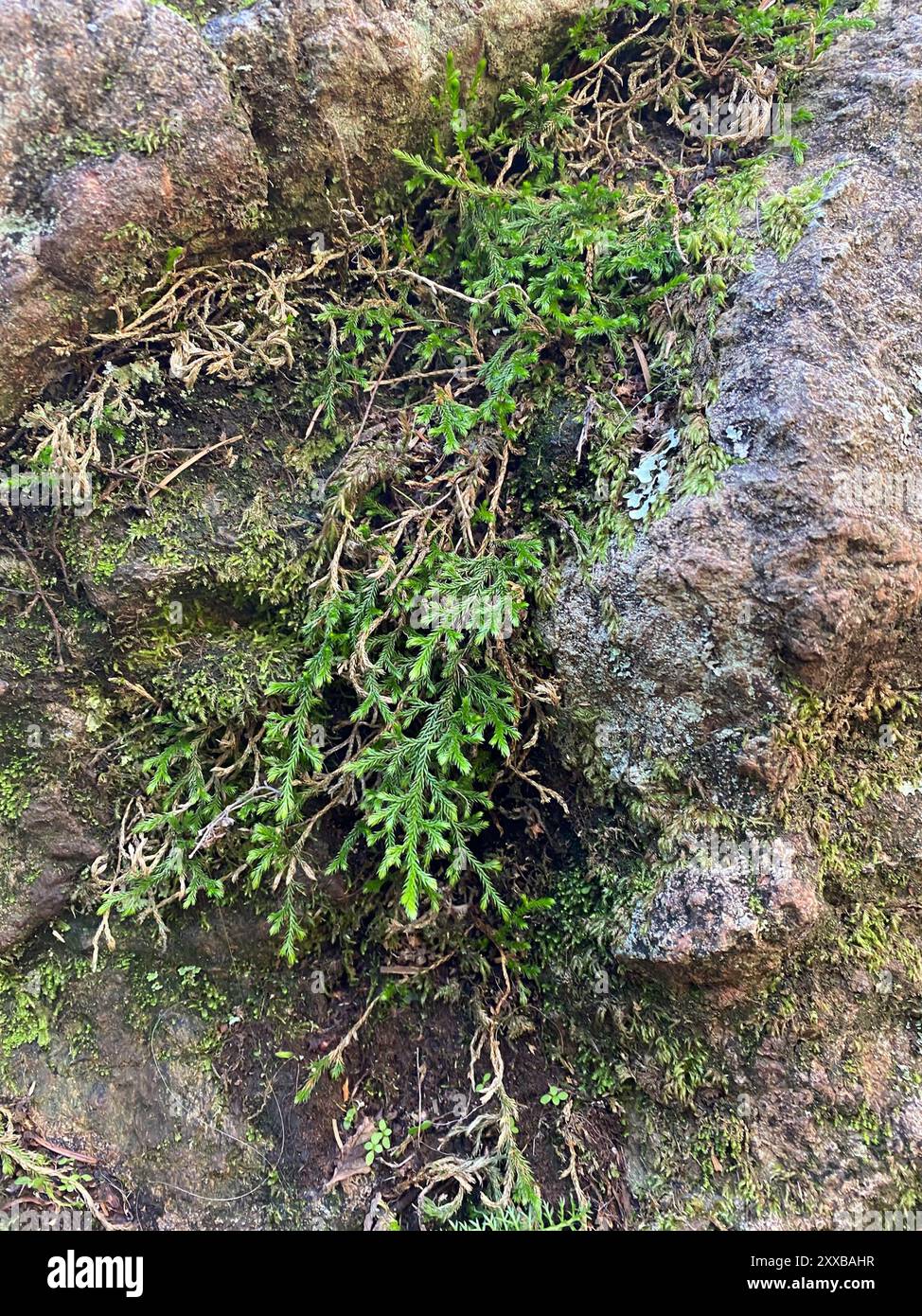 spikemosses (Selaginella) Plantae Stock Photo - Alamy