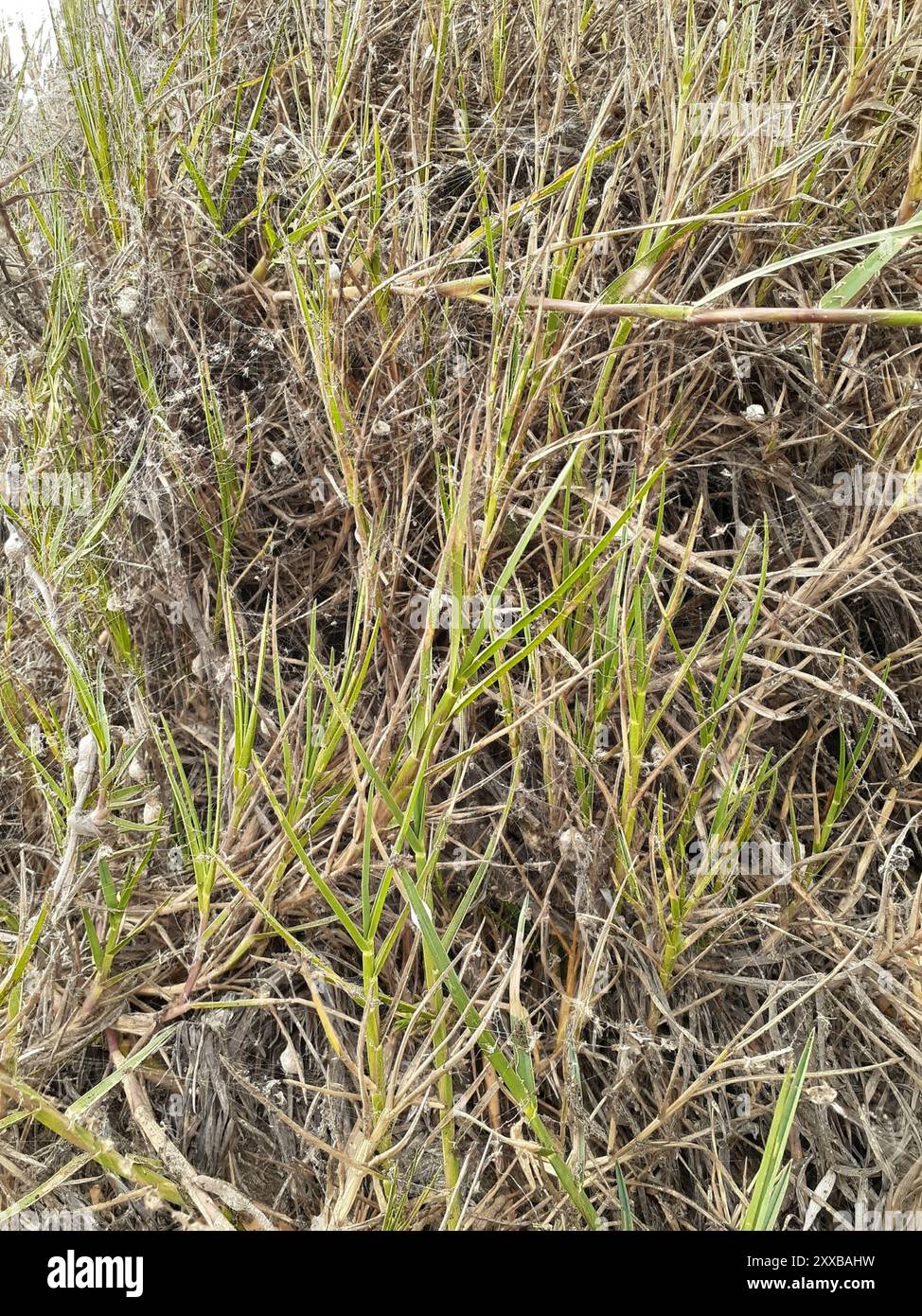 Saltgrass (Distichlis spicata) Plantae Stock Photo - Alamy