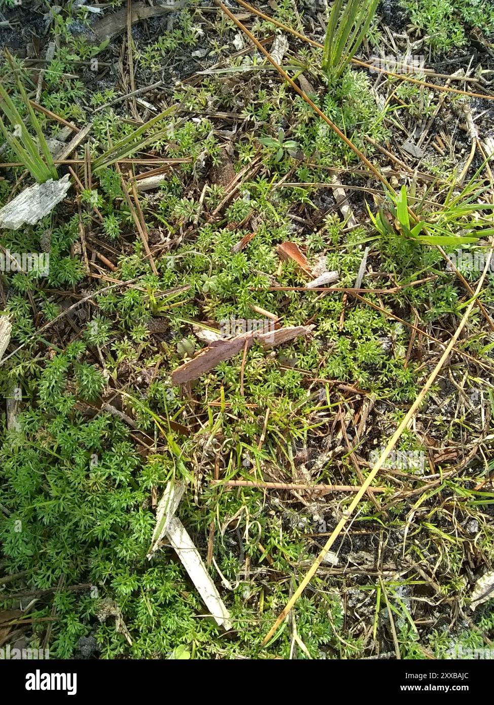 common soliva (Soliva sessilis) Plantae Stock Photo - Alamy