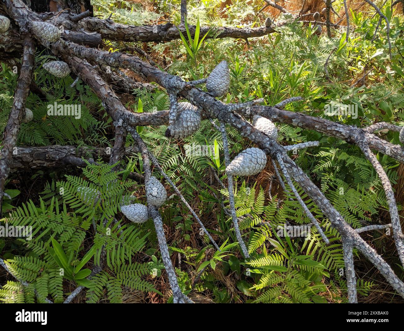 pond pine (Pinus serotina) Plantae Stock Photo - Alamy