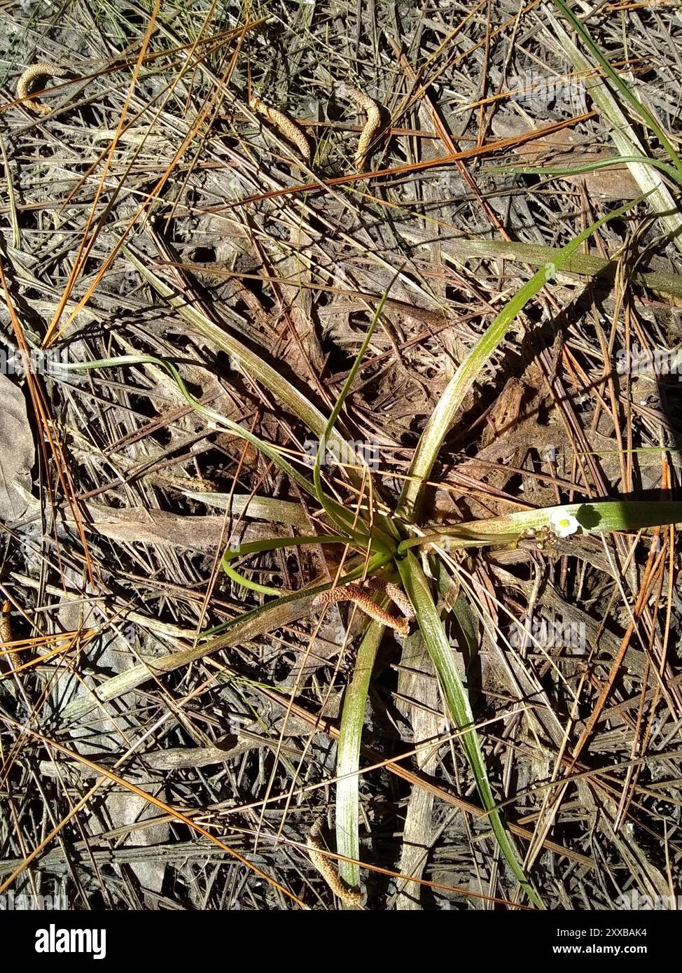 Grass-leaved Arrowhead (Sagittaria graminea) Plantae Stock Photo - Alamy
