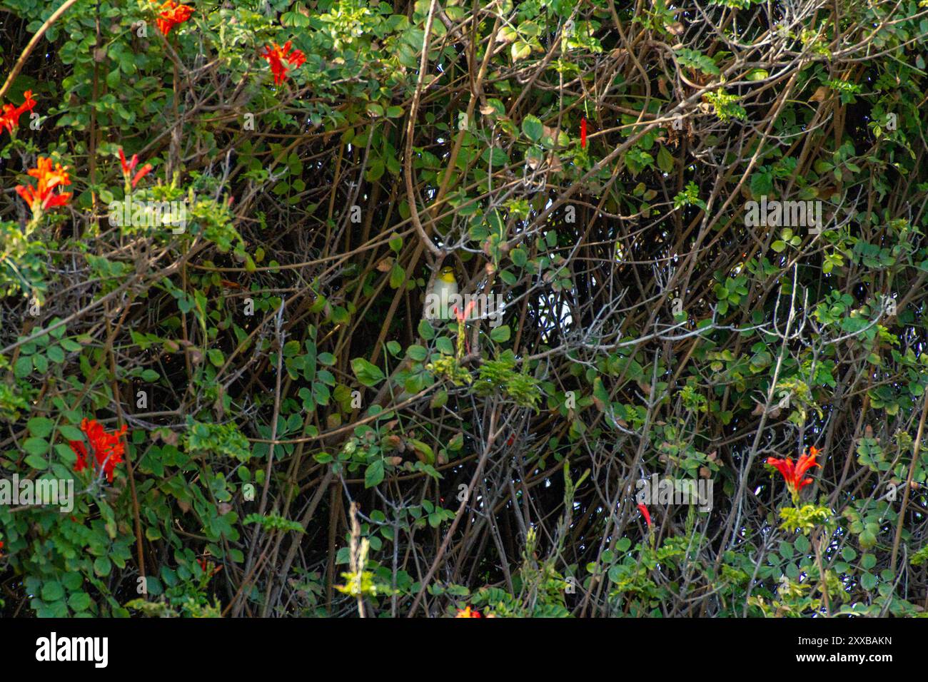 Swinhoe's White-eye (Zosterops simplex) Aves Stock Photo - Alamy