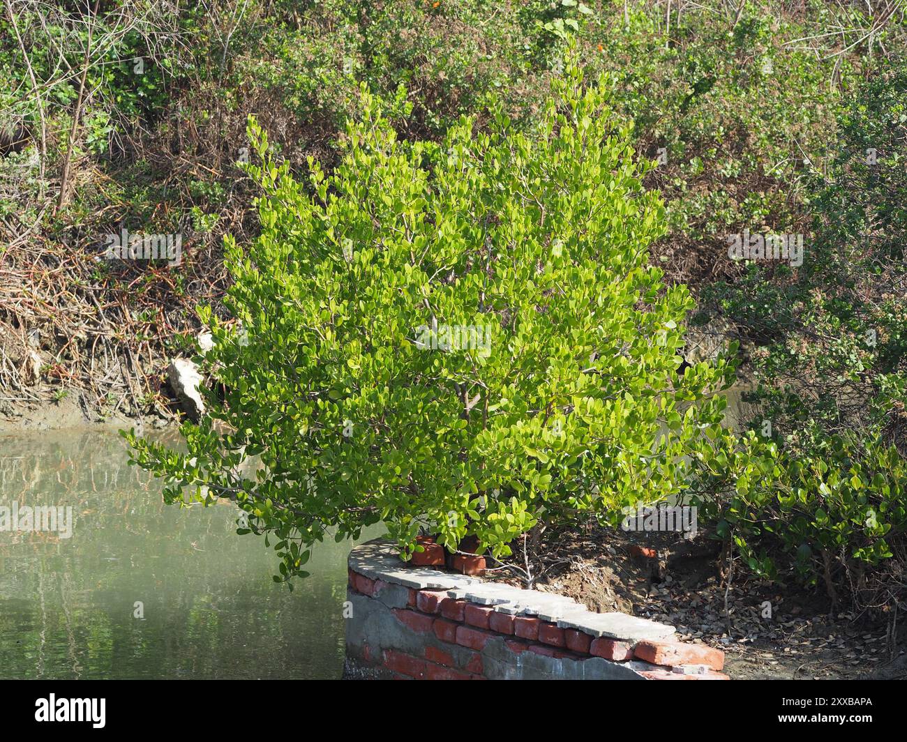 White-flowered black mangrove (Lumnitzera racemosa) Plantae Stock Photo ...