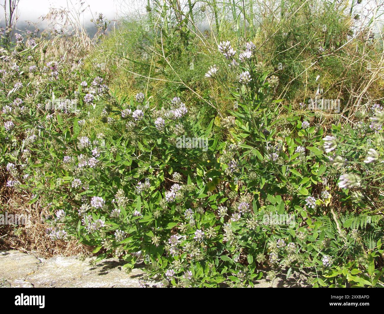 arabian pea (Bituminaria bituminosa) Plantae Stock Photo - Alamy