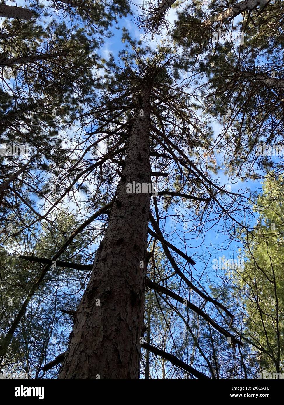 red pine (Pinus resinosa) Plantae Stock Photo - Alamy