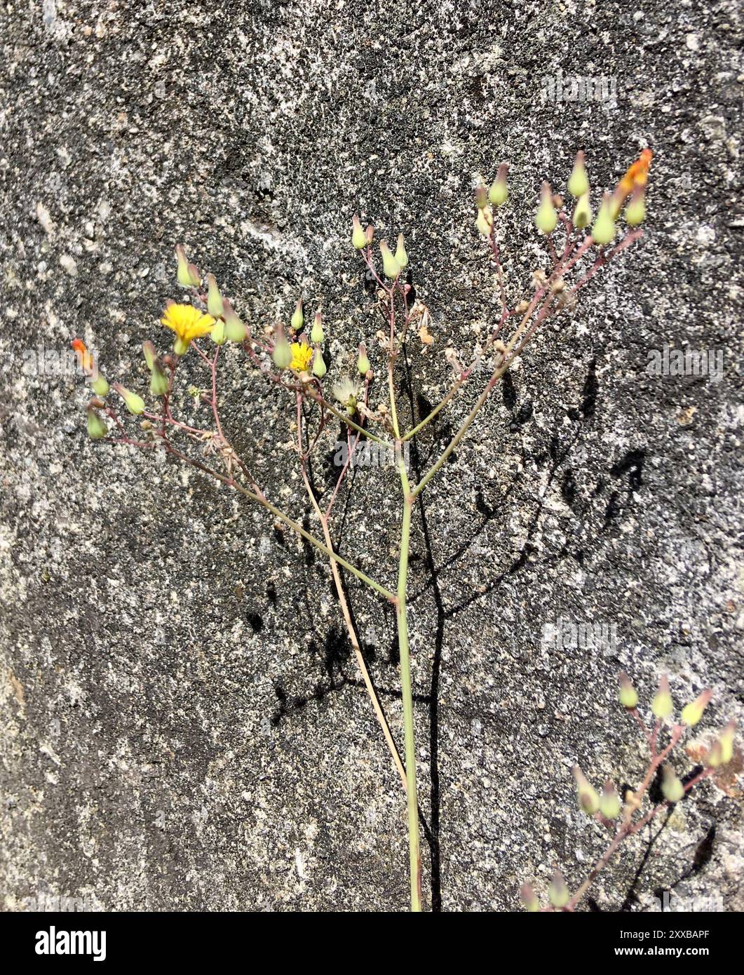 Oriental false hawksbeard (Youngia japonica) Plantae Stock Photo - Alamy