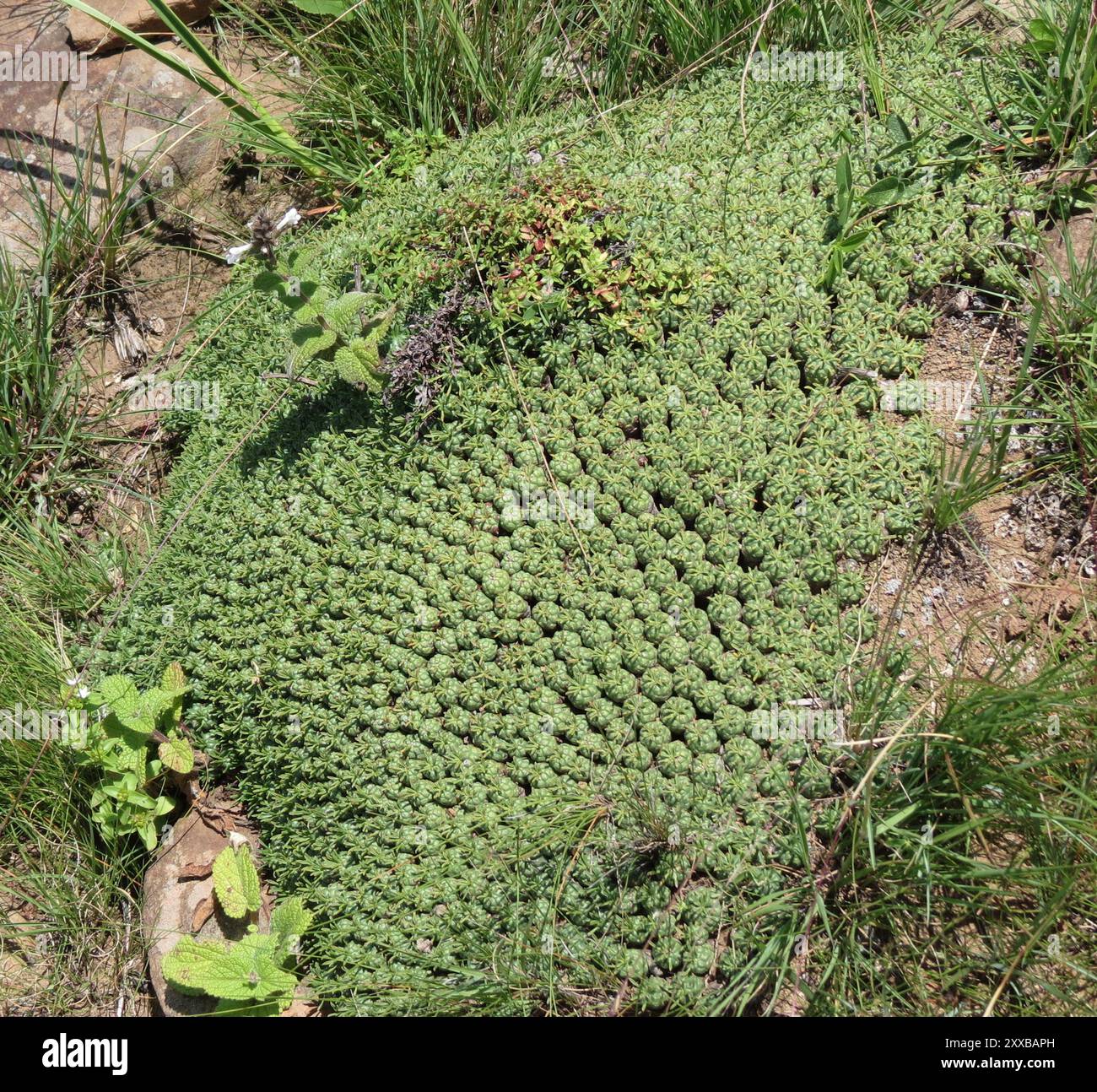 Lion Spoor (Euphorbia clavarioides) Plantae Stock Photo - Alamy
