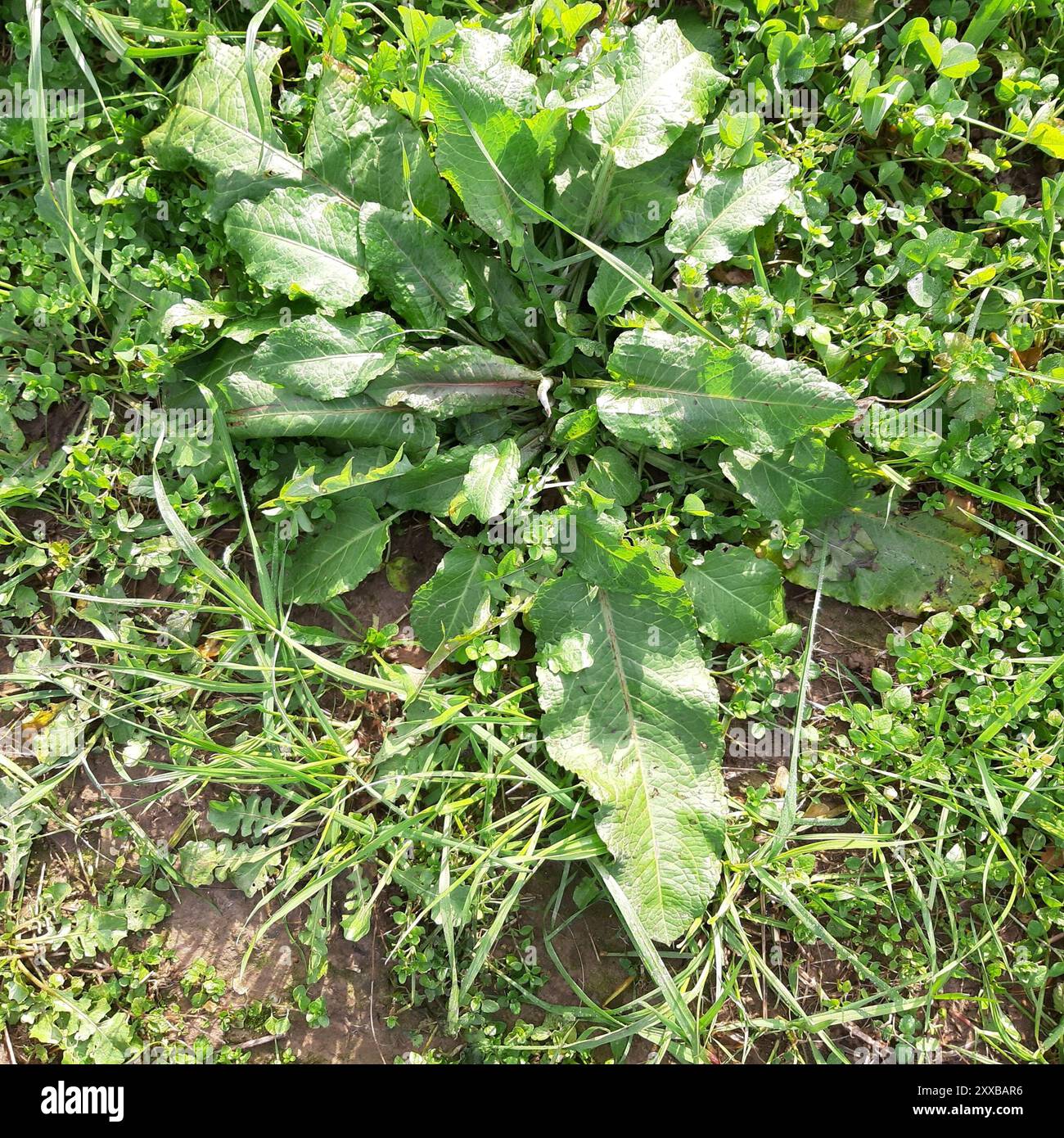 broad-leaved dock (Rumex obtusifolius) Plantae Stock Photo - Alamy