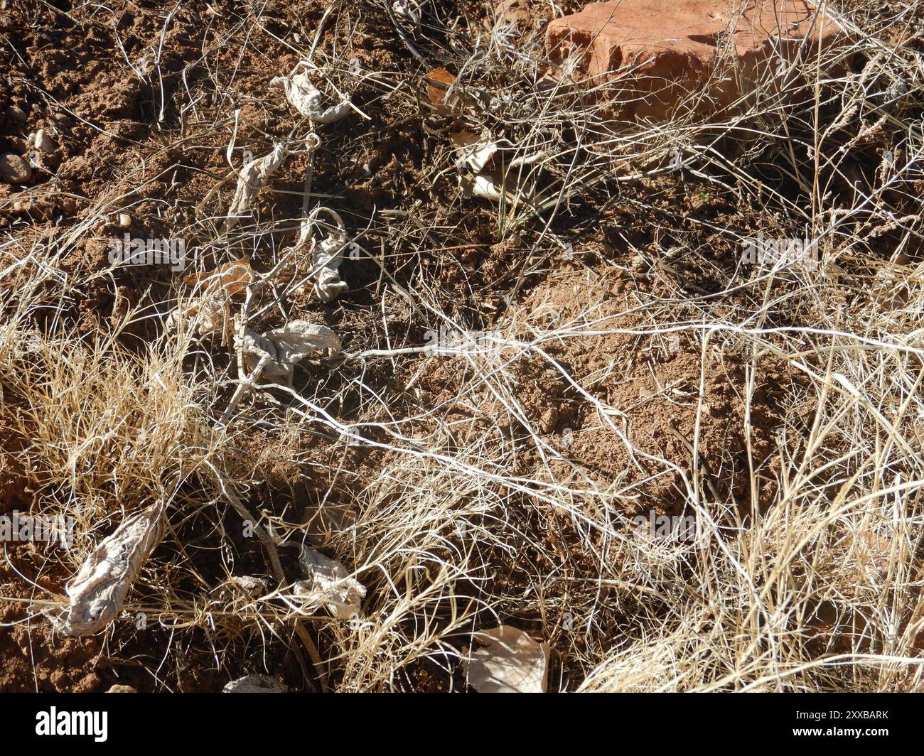 Western Tansymustard (Descurainia pinnata) Plantae Stock Photo - Alamy