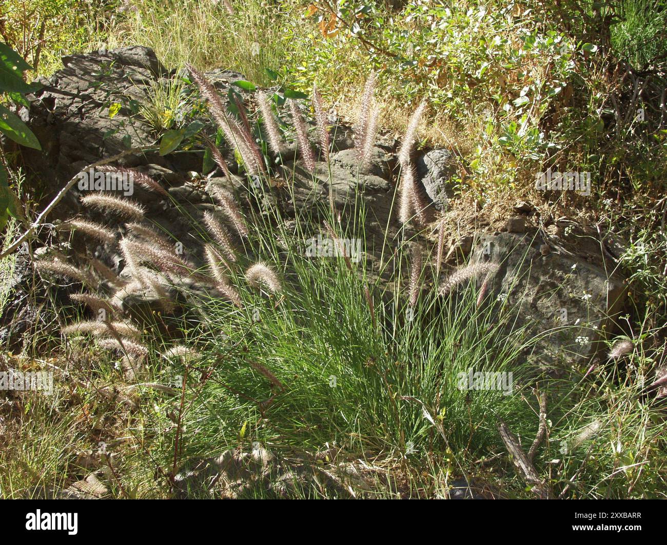 Fountain Grass (Cenchrus setaceus) Plantae Stock Photo - Alamy