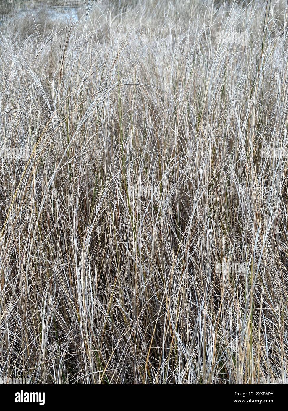 Marsh Hay Cordgrass (Sporobolus pumilus) Plantae Stock Photo - Alamy
