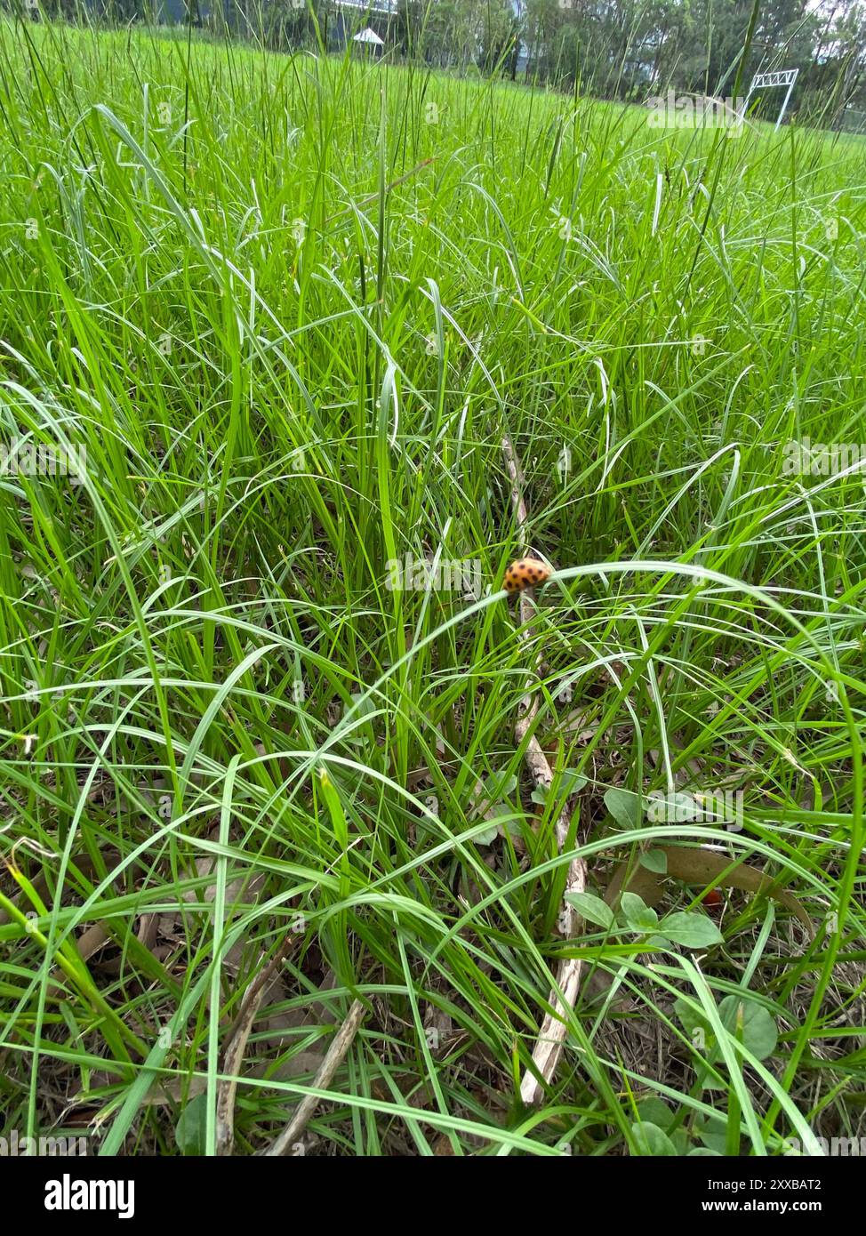 Hadda Beetle (Henosepilachna vigintioctopunctata) Insecta Stock Photo ...