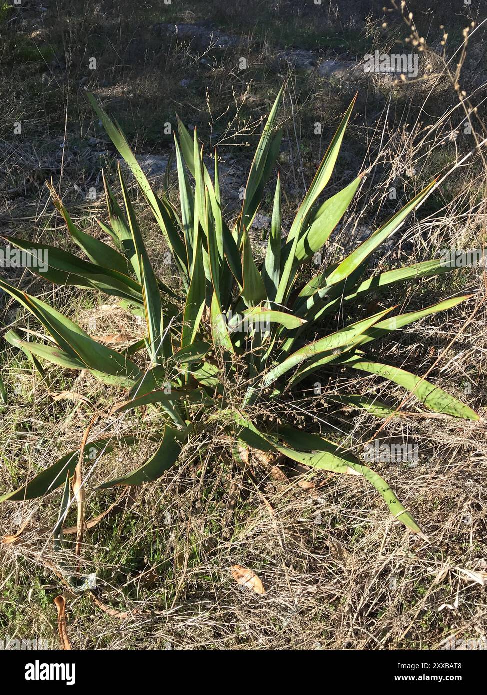 Twisted-leaf Yucca (Yucca rupicola) Plantae Stock Photo - Alamy