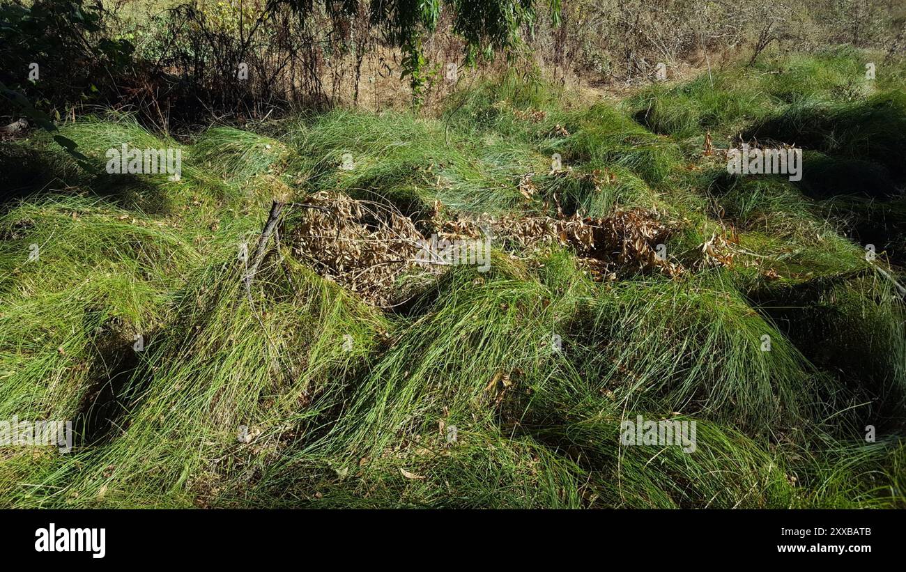 field sedge (Carex praegracilis) Plantae Stock Photo - Alamy