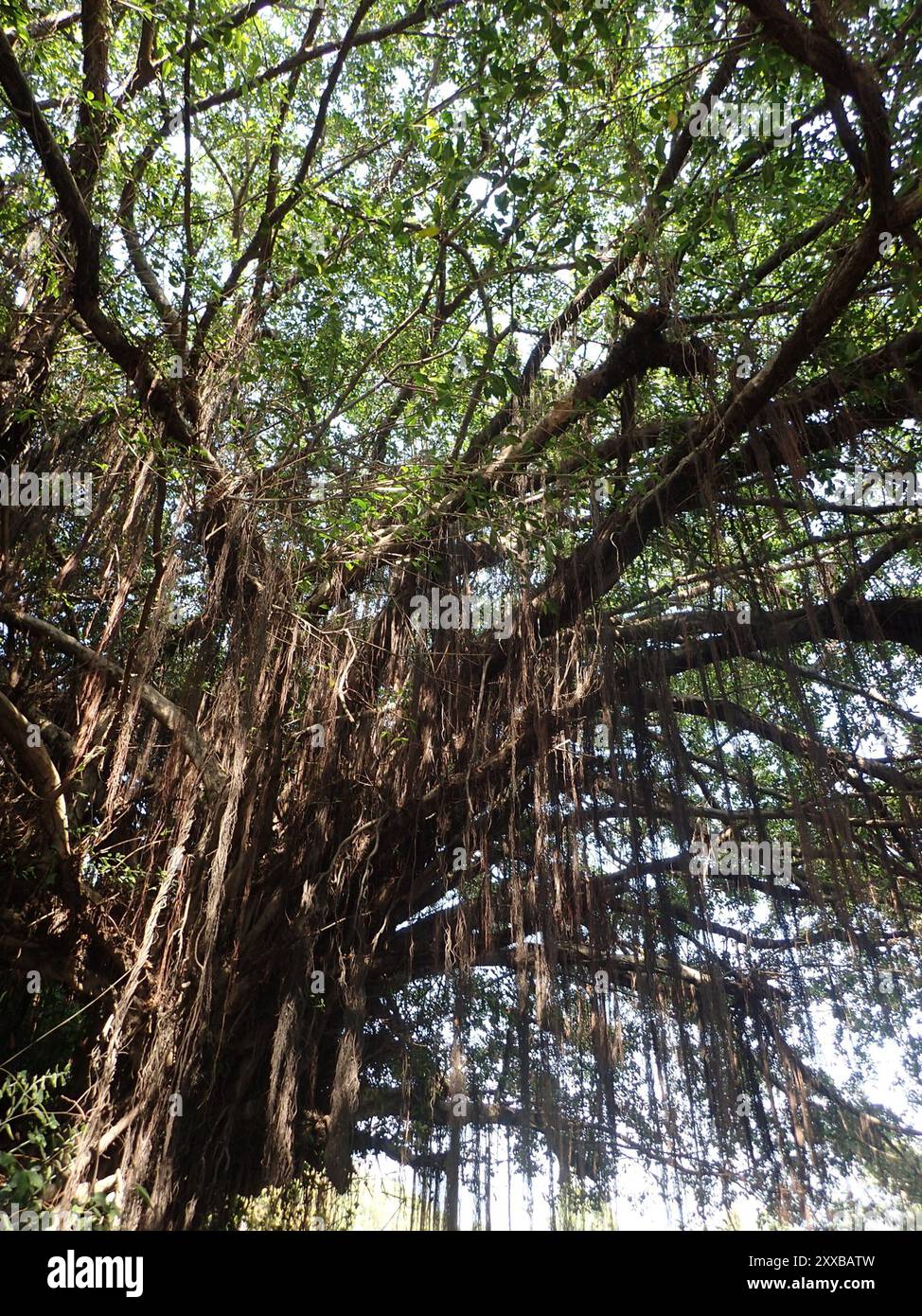 Chinese banyan (Ficus microcarpa) Plantae Stock Photo - Alamy