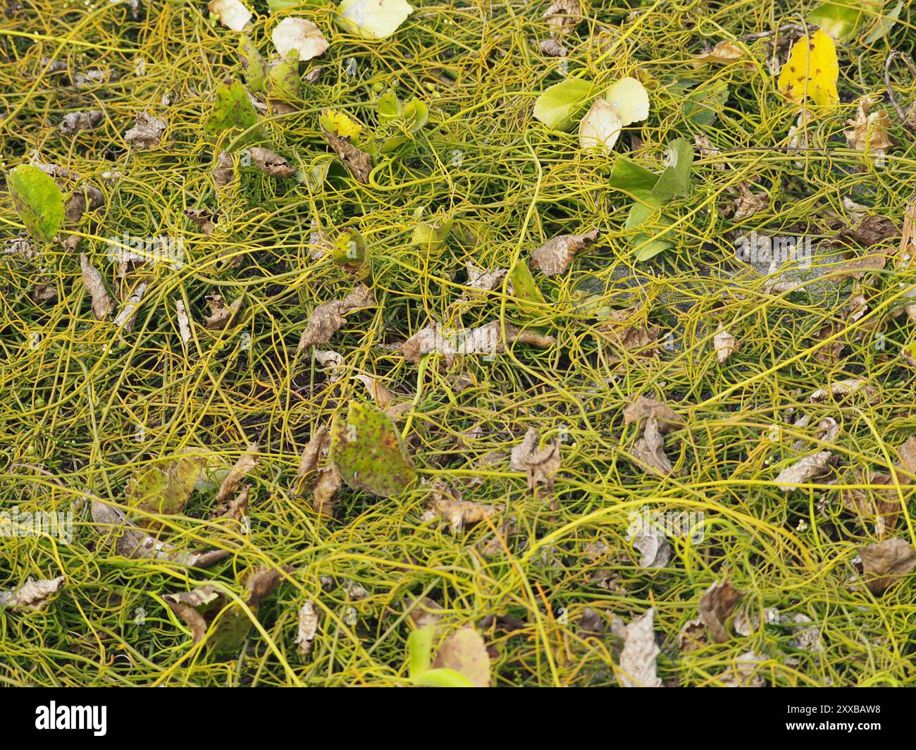 laurel dodder (Cassytha filiformis) Plantae Stock Photo - Alamy