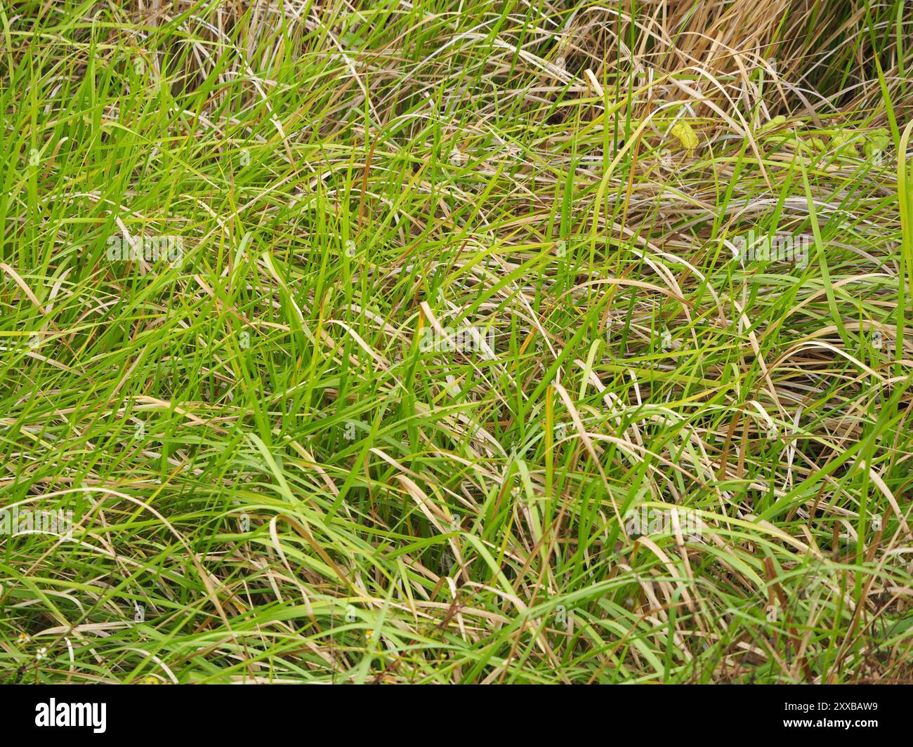 Cogon Grass (Imperata cylindrica) Plantae Stock Photo - Alamy