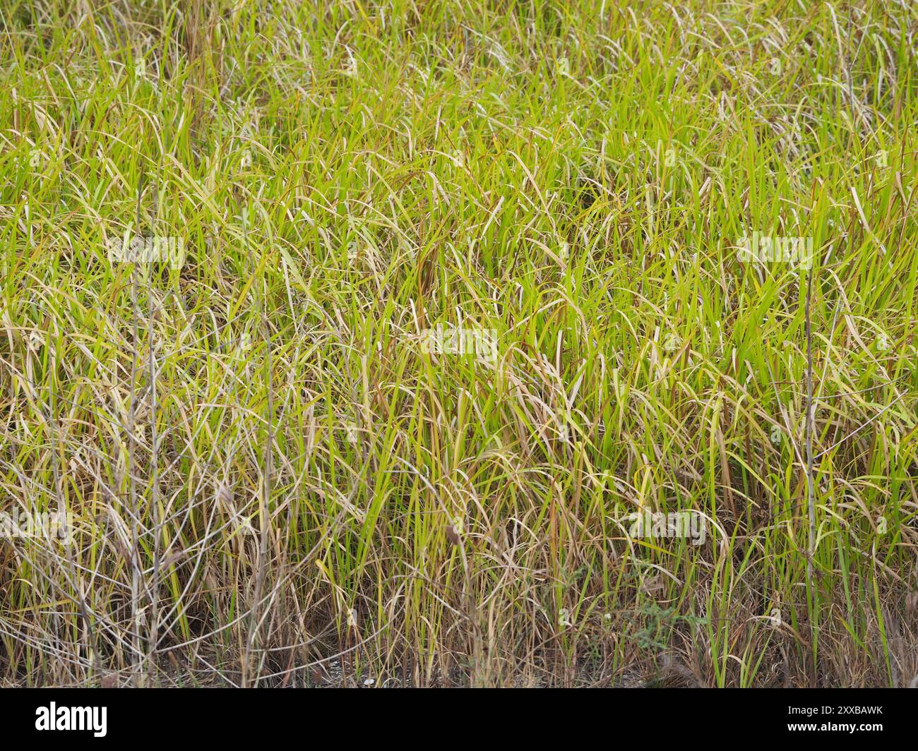 Cogon Grass (Imperata cylindrica) Plantae Stock Photo - Alamy