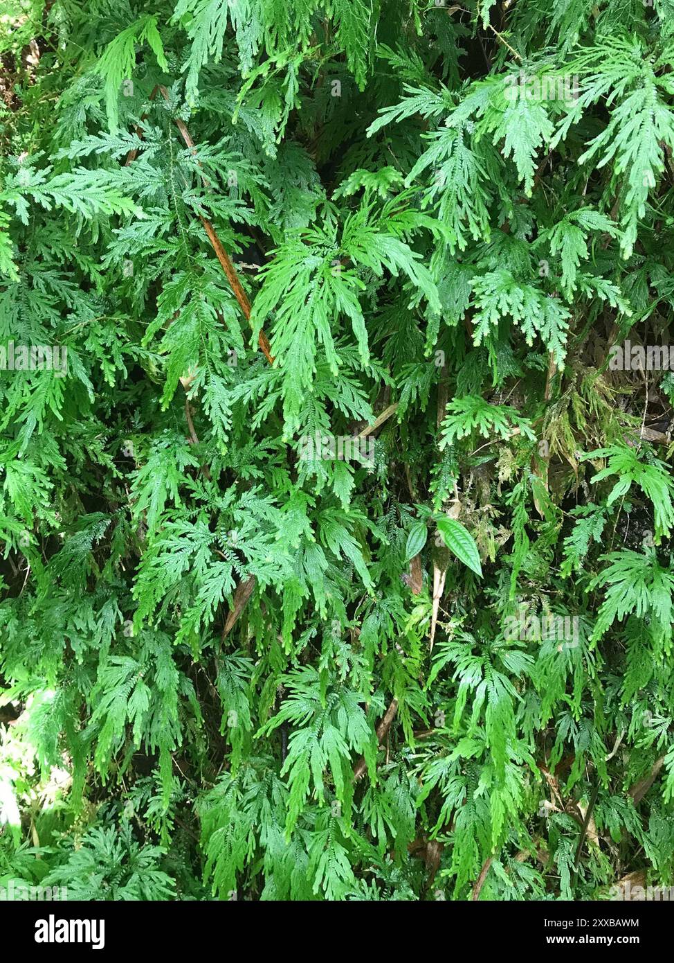 spikemosses (Selaginella) Plantae Stock Photo - Alamy