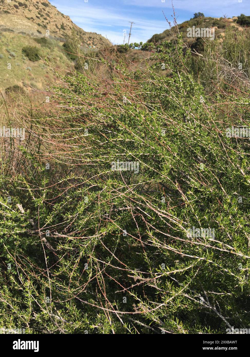 chamise (Adenostoma fasciculatum) Plantae Stock Photo - Alamy