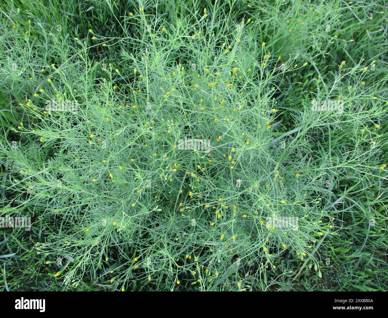 dwarf marigold (Schkuhria pinnata) Plantae Stock Photo - Alamy