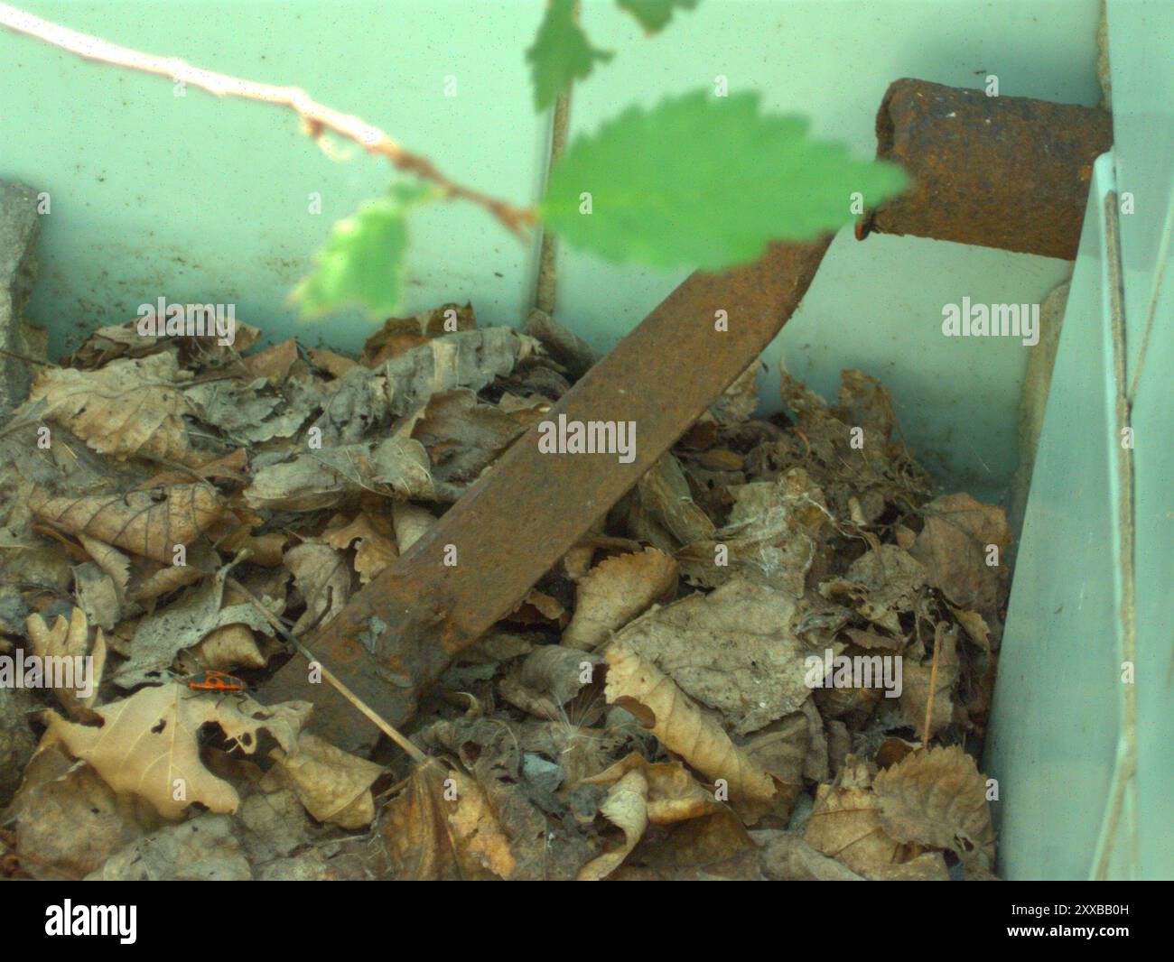 European Firebug (Pyrrhocoris apterus) Insecta Stock Photo - Alamy