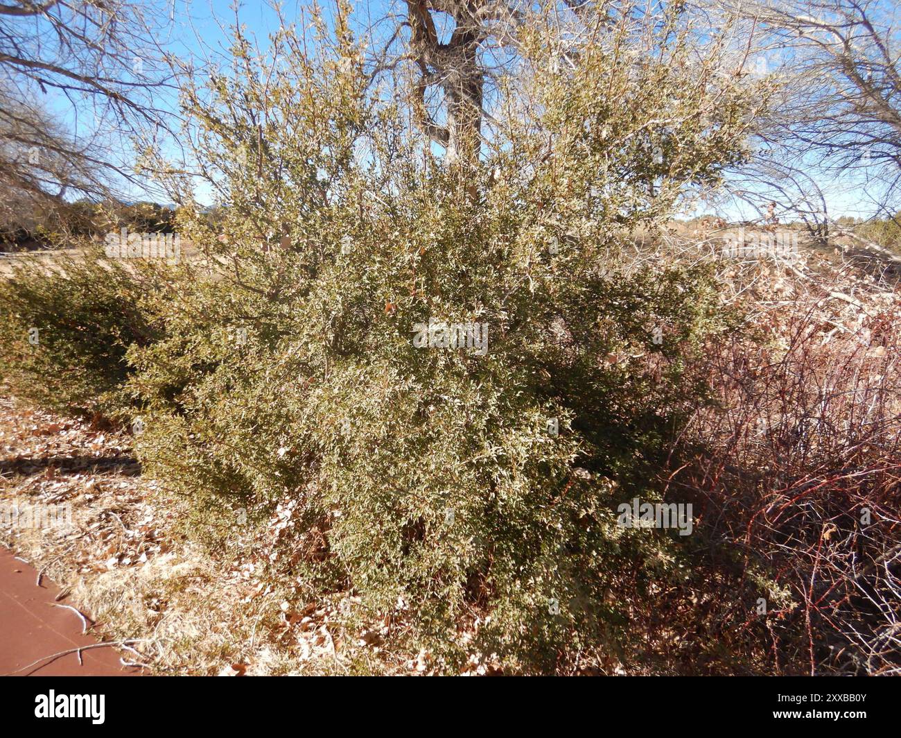 Fremont barberry (Berberis fremontii) Plantae Stock Photo - Alamy