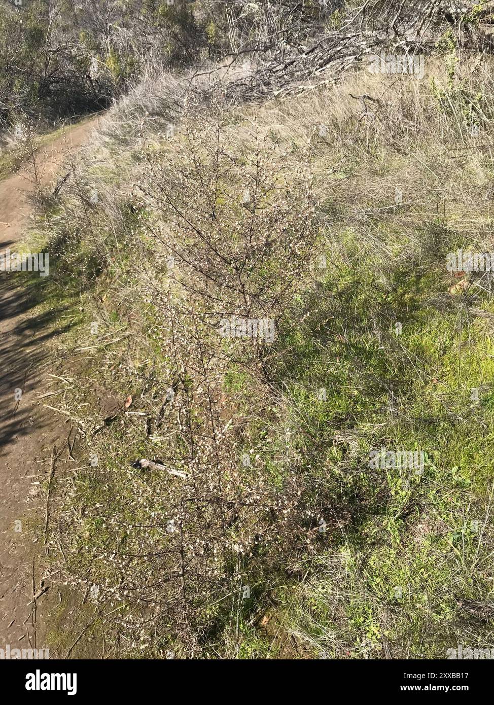 Stinkwort (Dittrichia graveolens) Plantae Stock Photo - Alamy