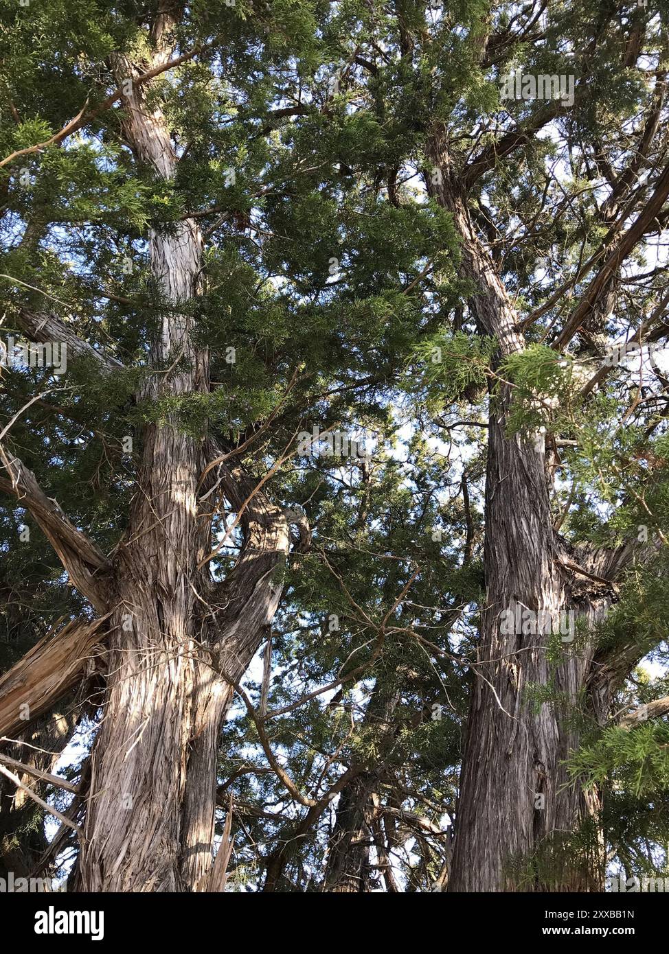 Ashe juniper (Juniperus ashei) Plantae Stock Photo - Alamy