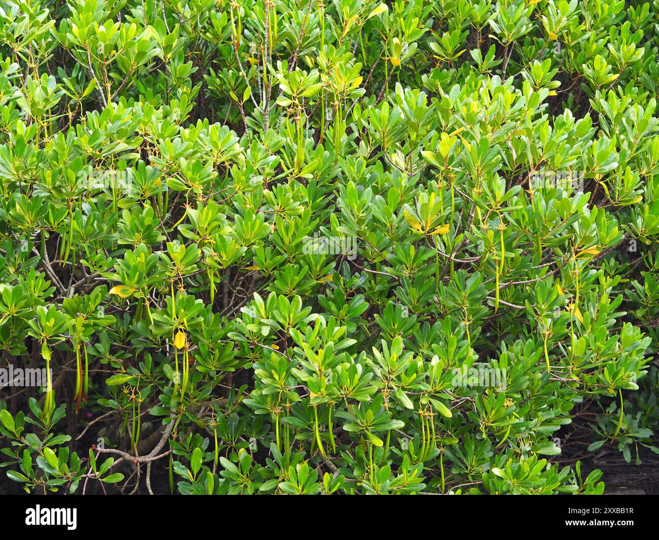 (Kandelia obovata) Plantae Stock Photo - Alamy