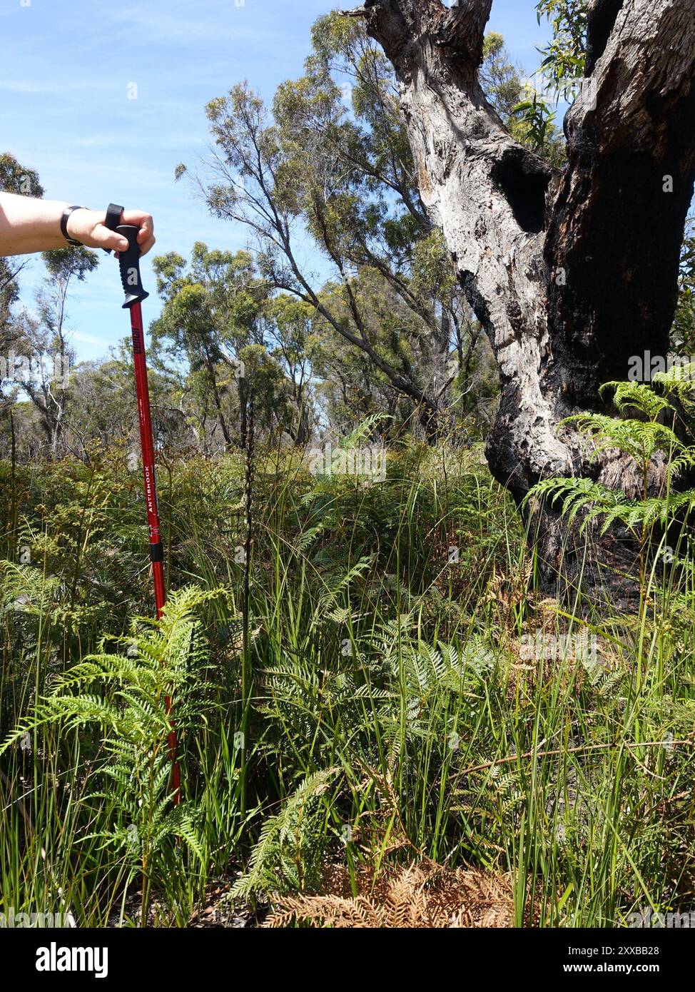 Tall Leek Orchid (Prasophyllum elatum) Plantae Stock Photo - Alamy