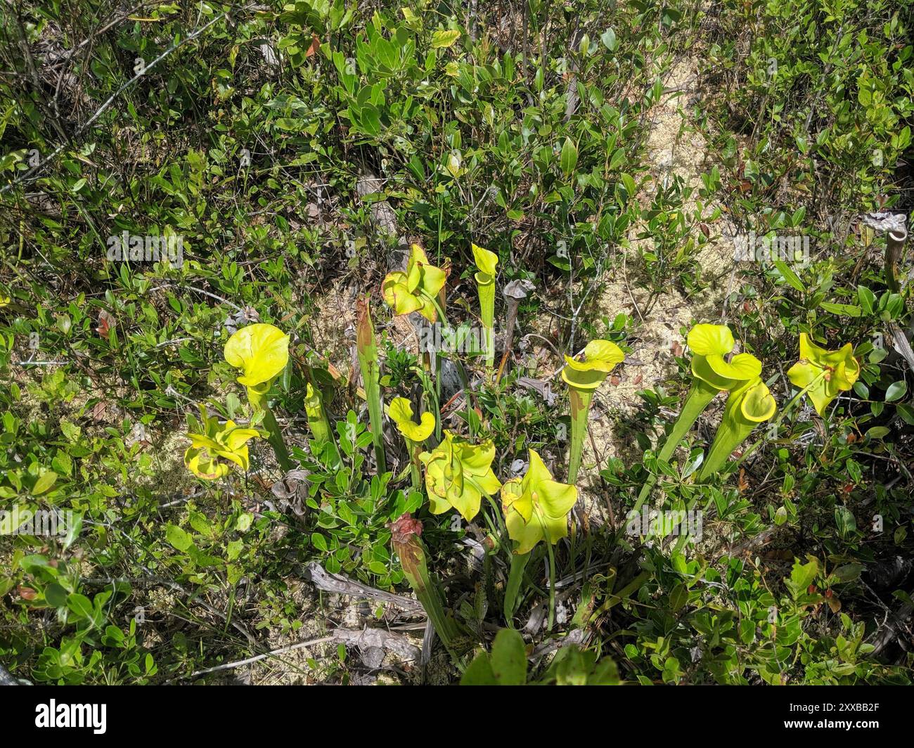 yellow pitcher plant (Sarracenia flava) Plantae Stock Photo - Alamy