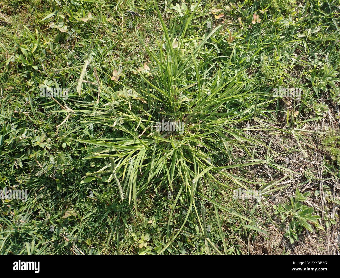 Goose Grass (Eleusine indica) Plantae Stock Photo - Alamy