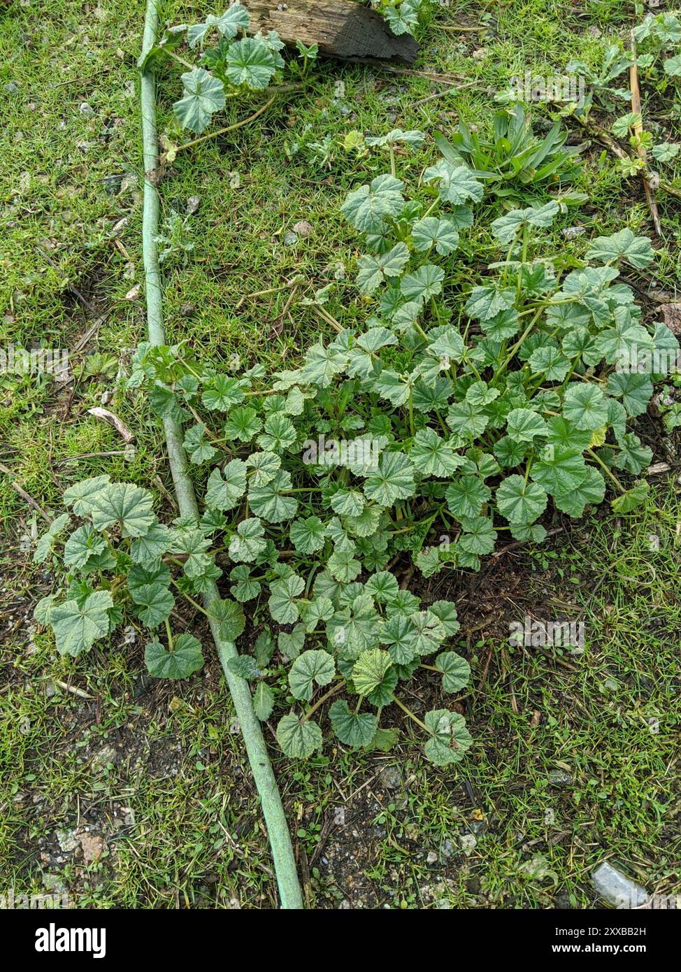 dwarf mallow (Malva neglecta) Plantae Stock Photo - Alamy
