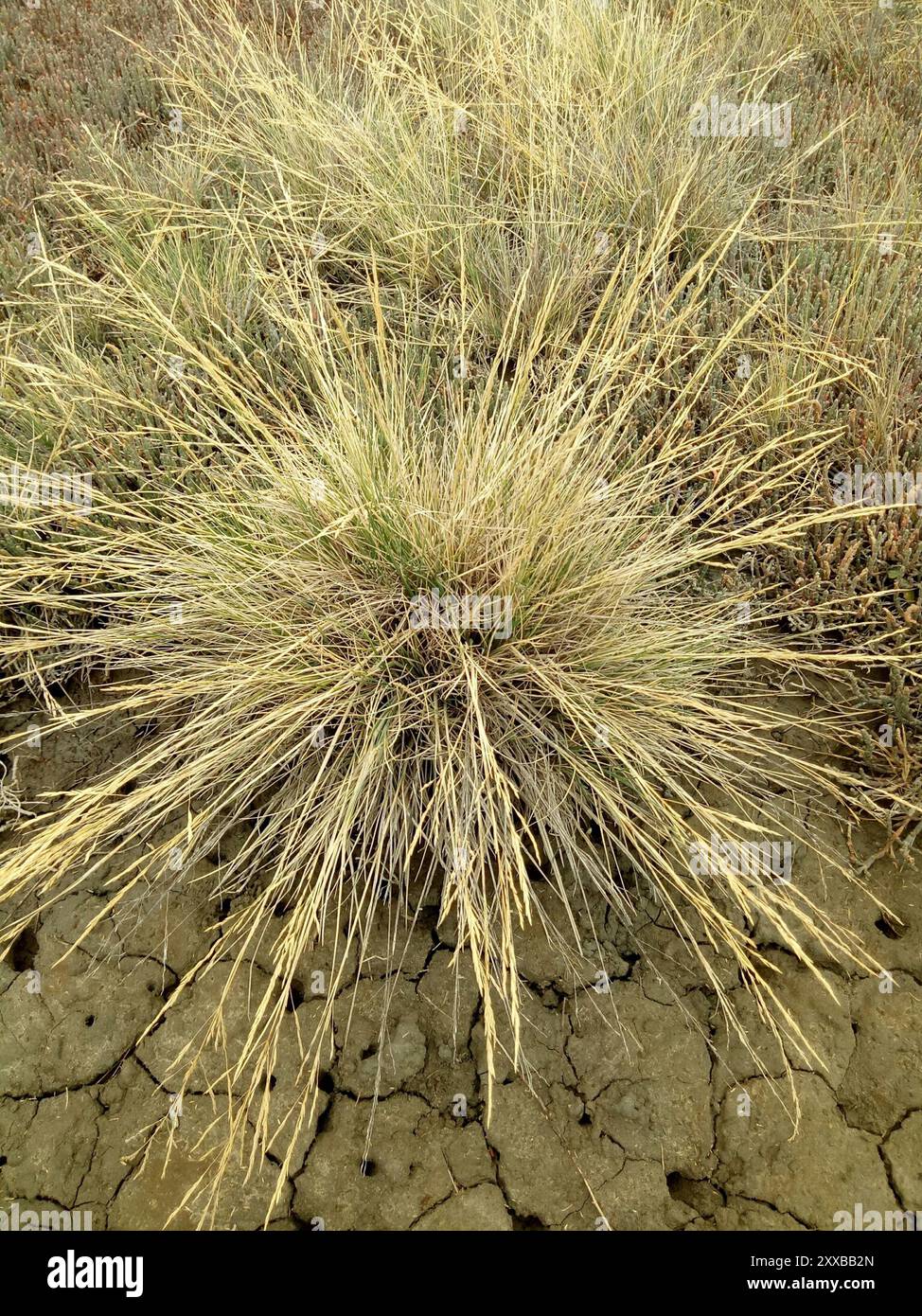 Salt Grass (Puccinellia) Plantae Stock Photo - Alamy