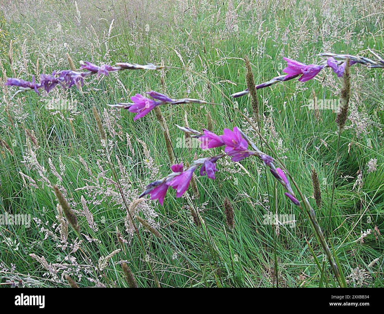 Hairbells (Dierama) Plantae Stock Photo - Alamy