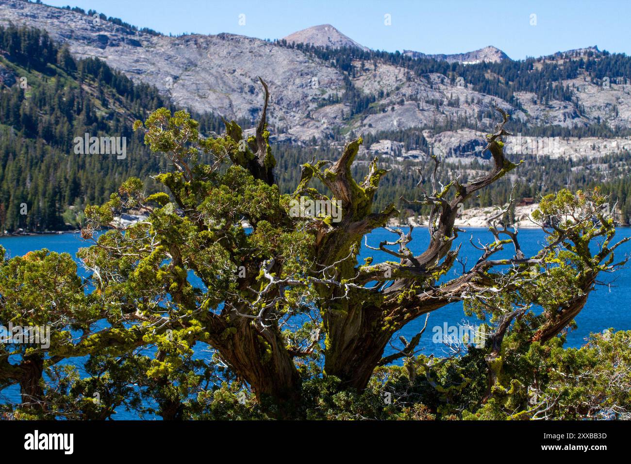 Sierra juniper (Juniperus grandis) Plantae Stock Photo - Alamy