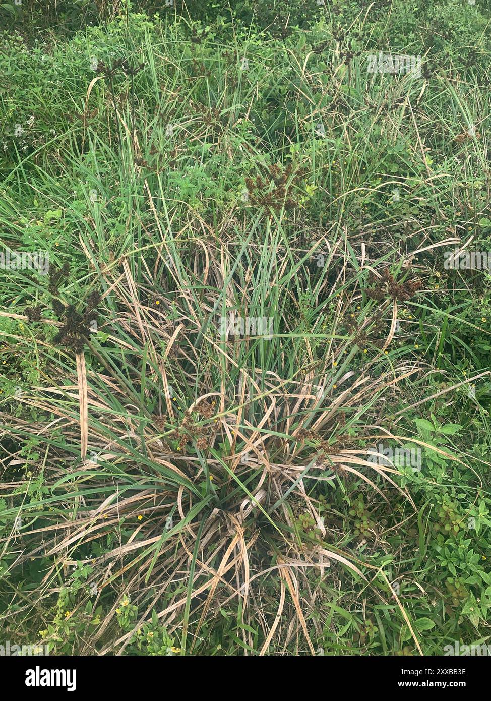 Swamp Flatsedge (Cyperus ligularis) Plantae Stock Photo - Alamy
