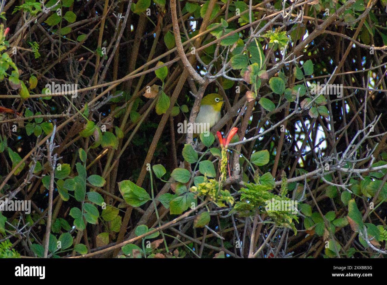 Swinhoe's White-eye (Zosterops simplex) Aves Stock Photo - Alamy